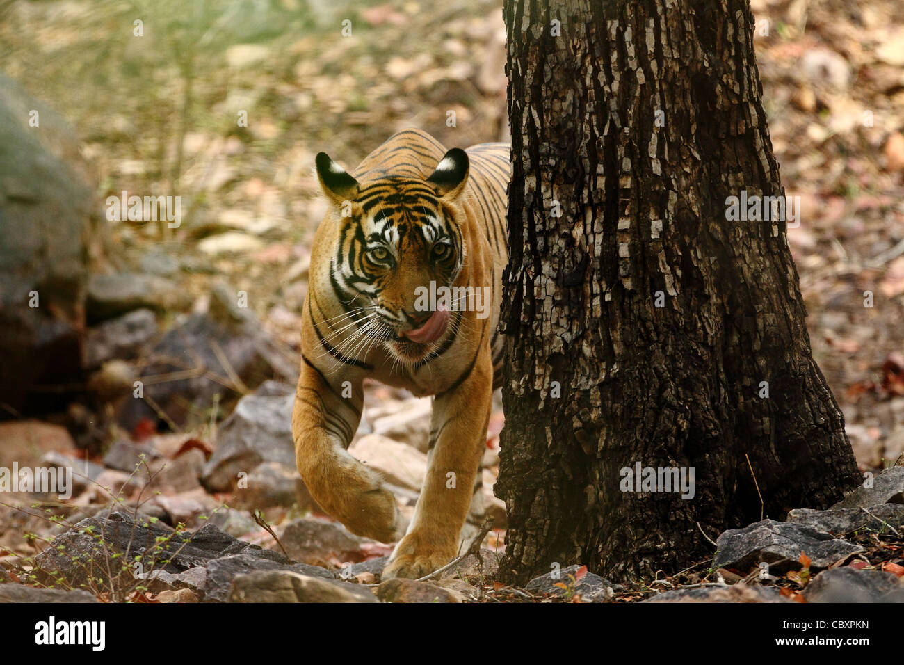 Royal Bengal Tiger of India Stock Photo - Alamy