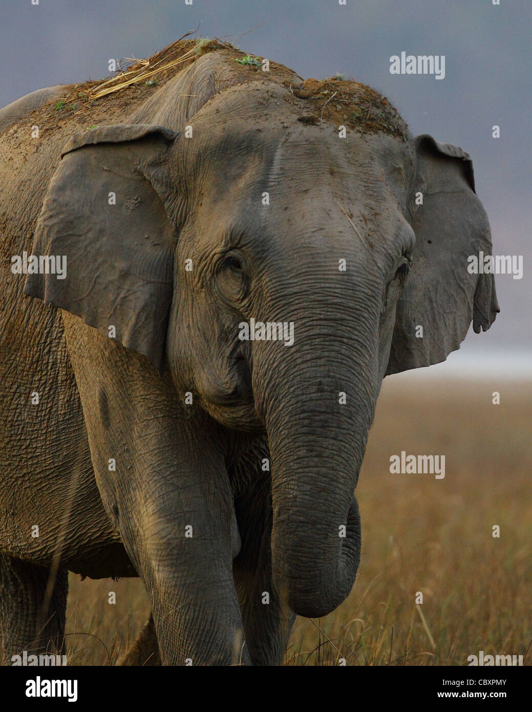 Asiatic Elephant Portrait Stock Photo - Alamy