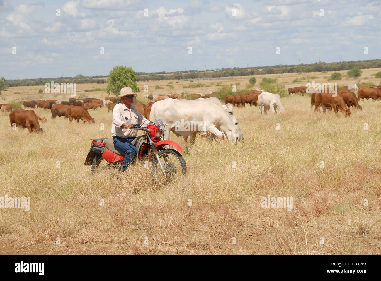 Australian stockman (cowboy) on a motorbike driving cattle at ...