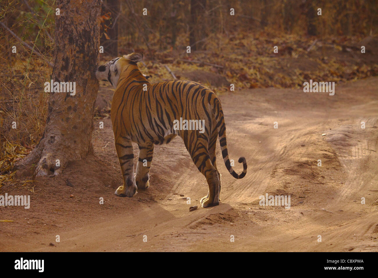 Royal Bengal Tiger Territory Patrol Stock Photo - Alamy