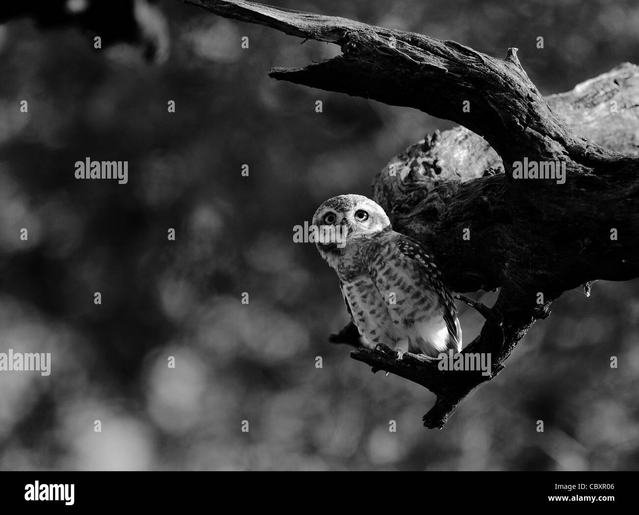 Wild owlet Black and White Stock Photos & Images - Alamy