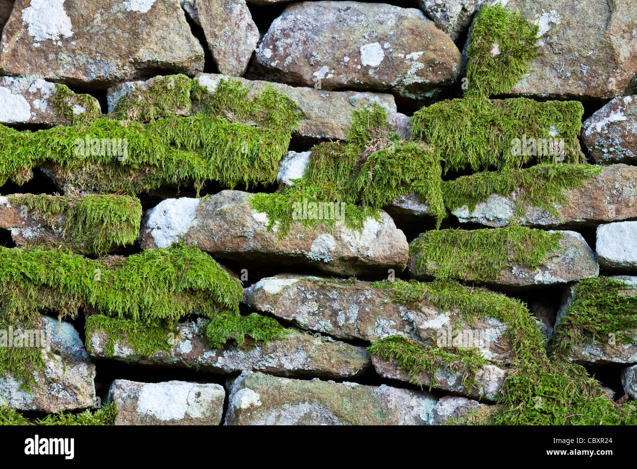 Dry stone wall and mosses Stock Photo - Alamy