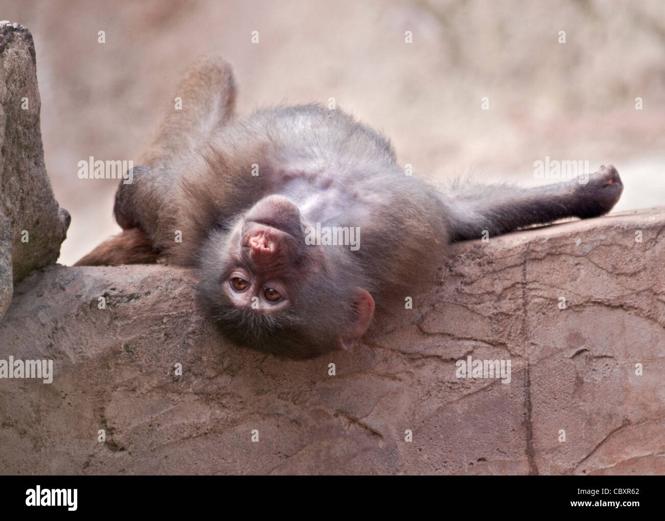 Playing young baboons hi-res stock photography and images - Alamy