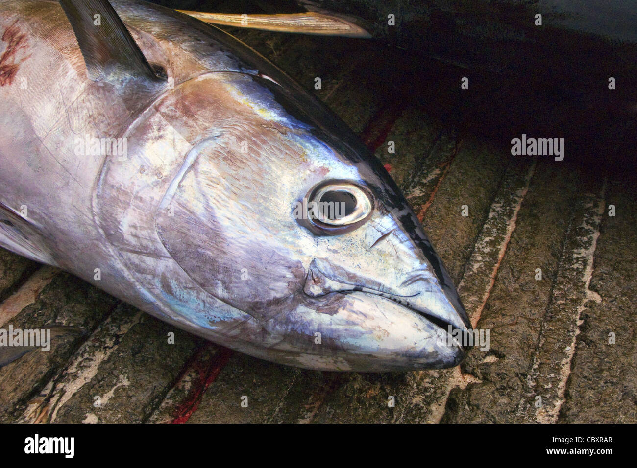 Dead tuna hi-res stock photography and images - Alamy