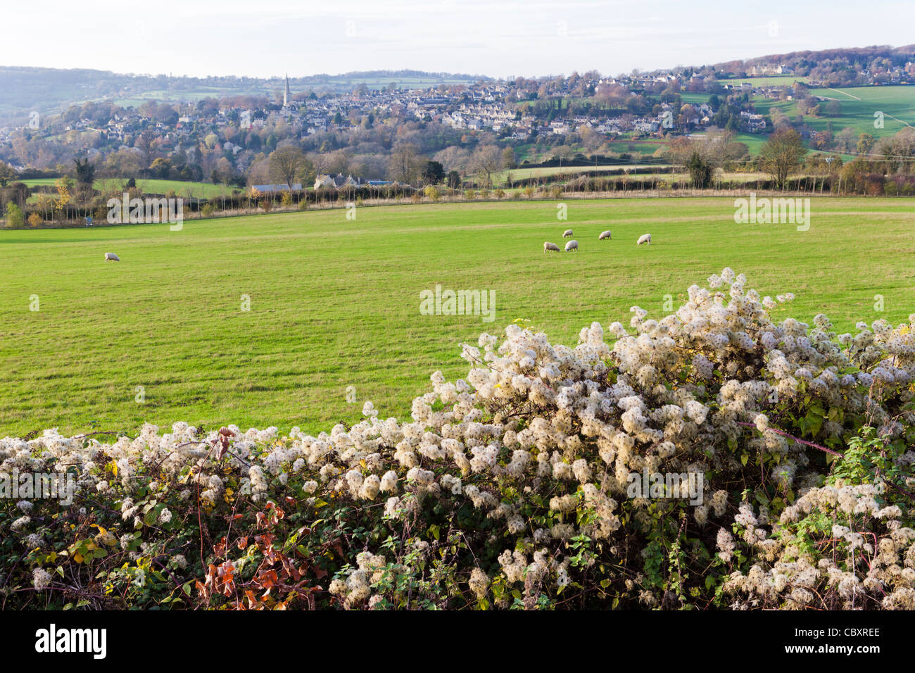 Old Mans Beard growing in a Cotswold hedgerow in autumn near the ...