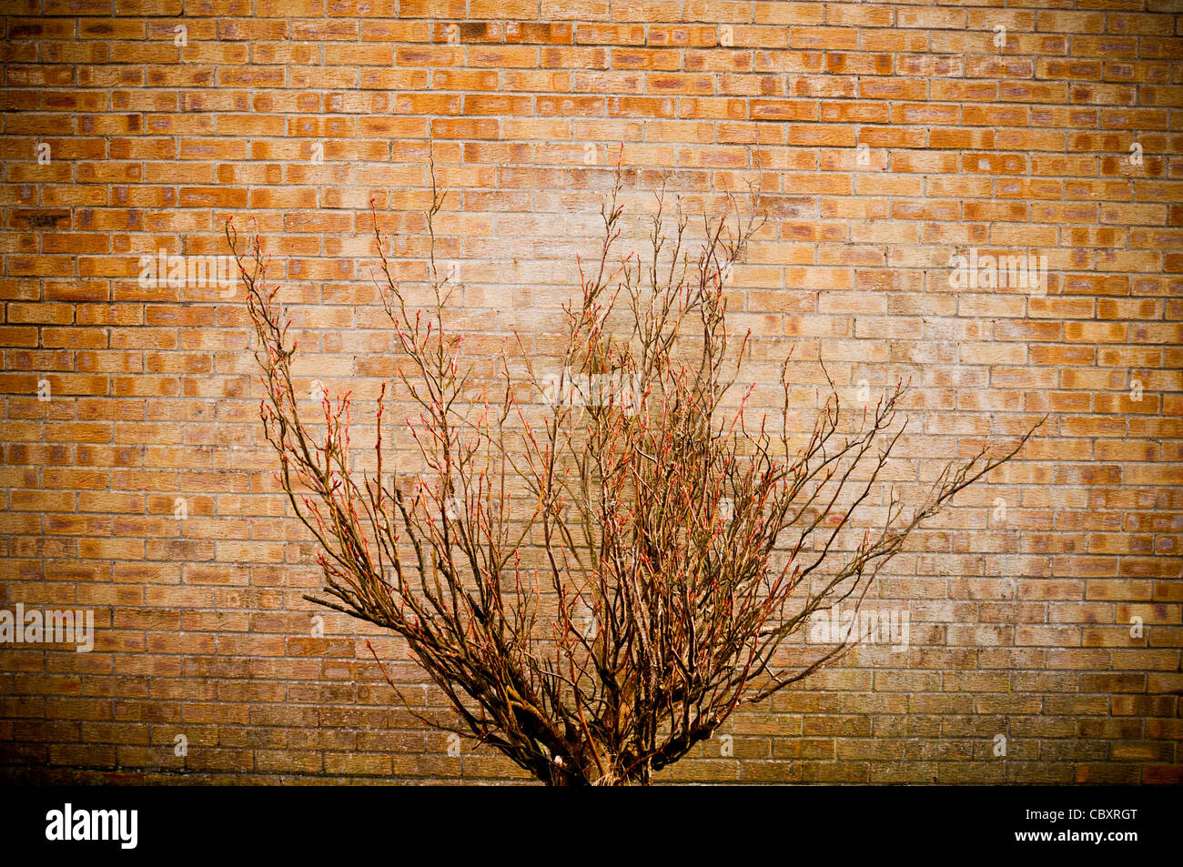 Bush in Bloom on a Brick Wall Background Stock Photo - Alamy