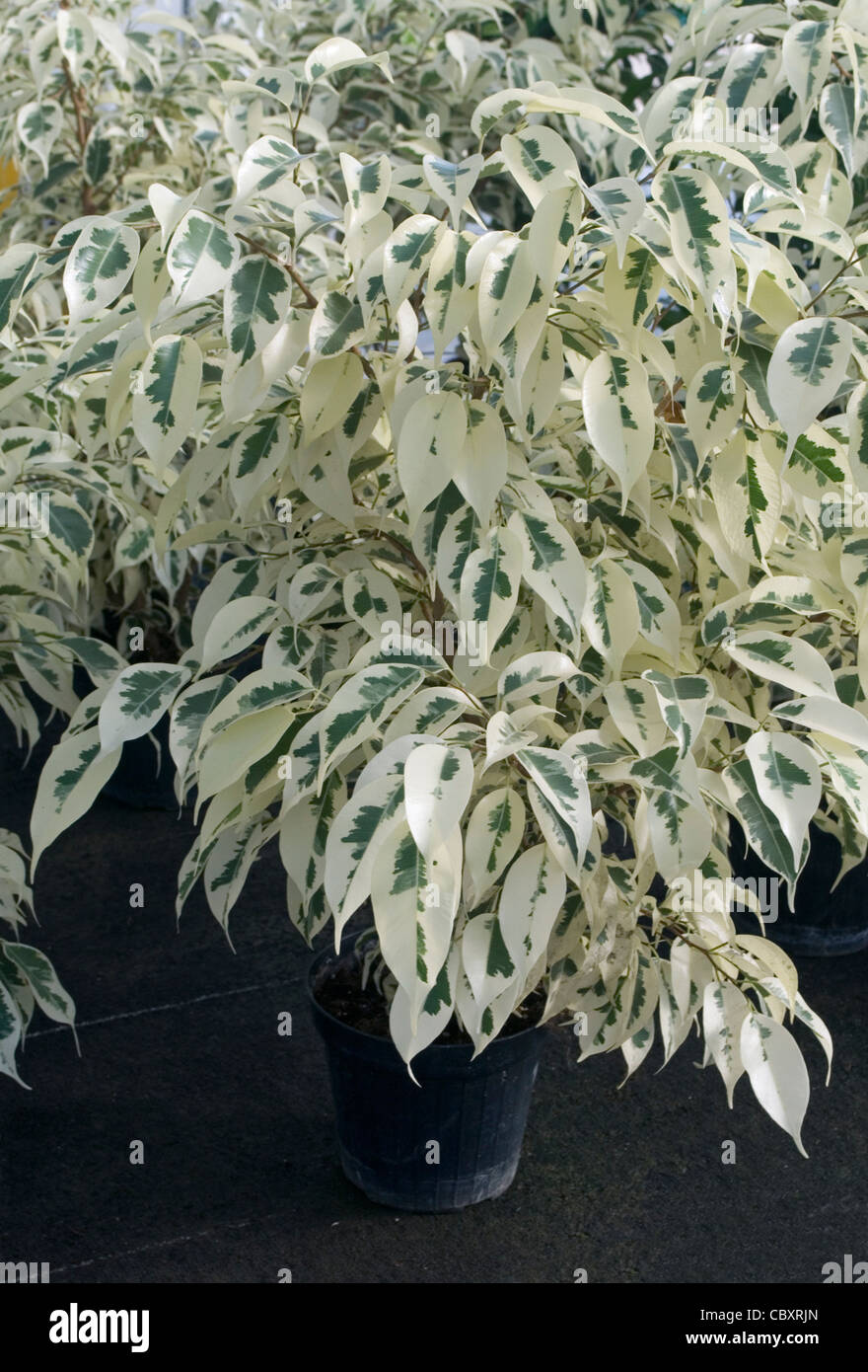 Ficus benjamina STARLIGHT or Starlight Weeping Fig Stock Photo - Alamy