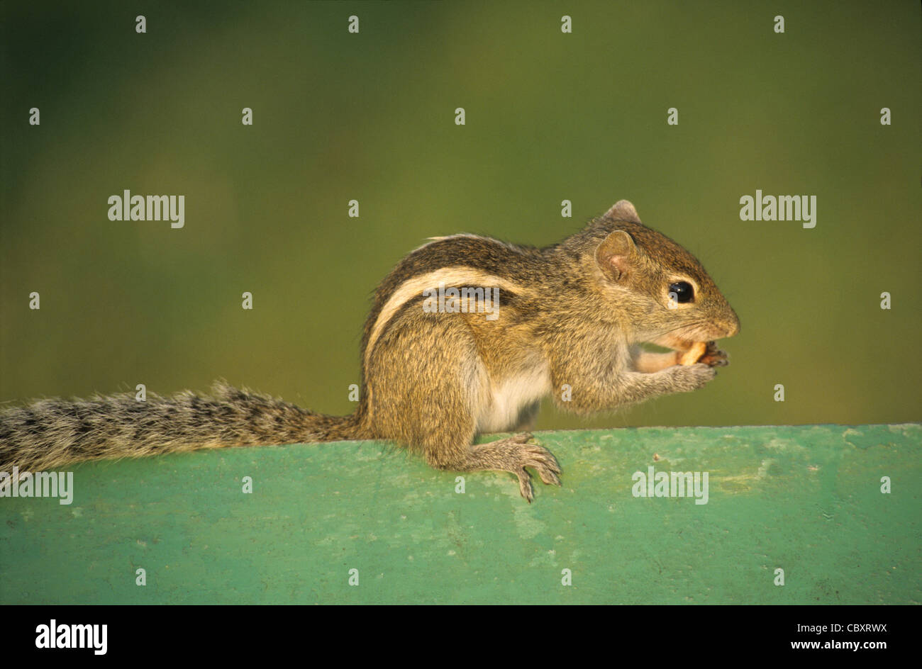 Indian palm squirrel also called Three-Striped palm squirrel ...