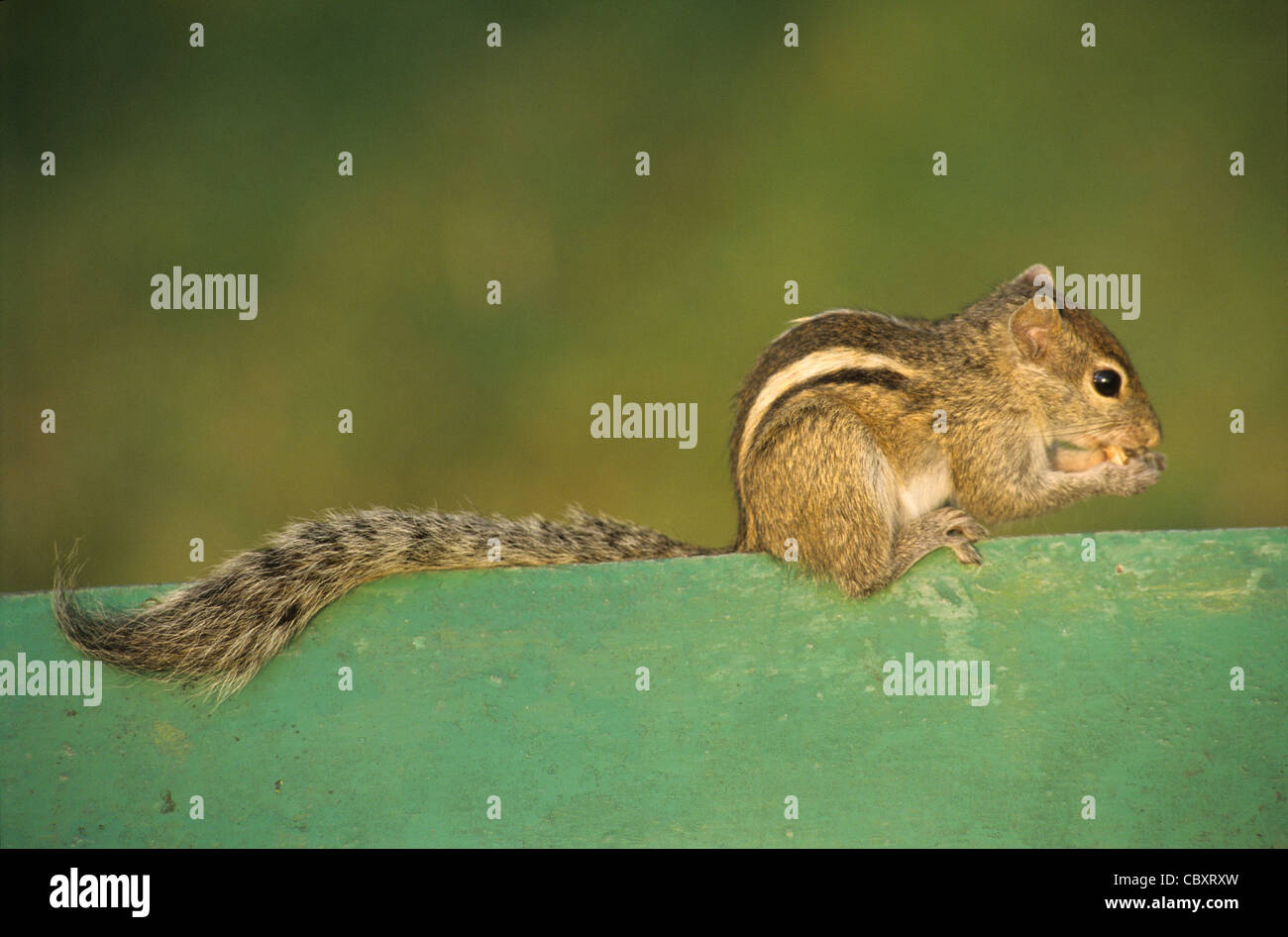 Indian palm squirrel also called Three-Striped palm squirrel ...