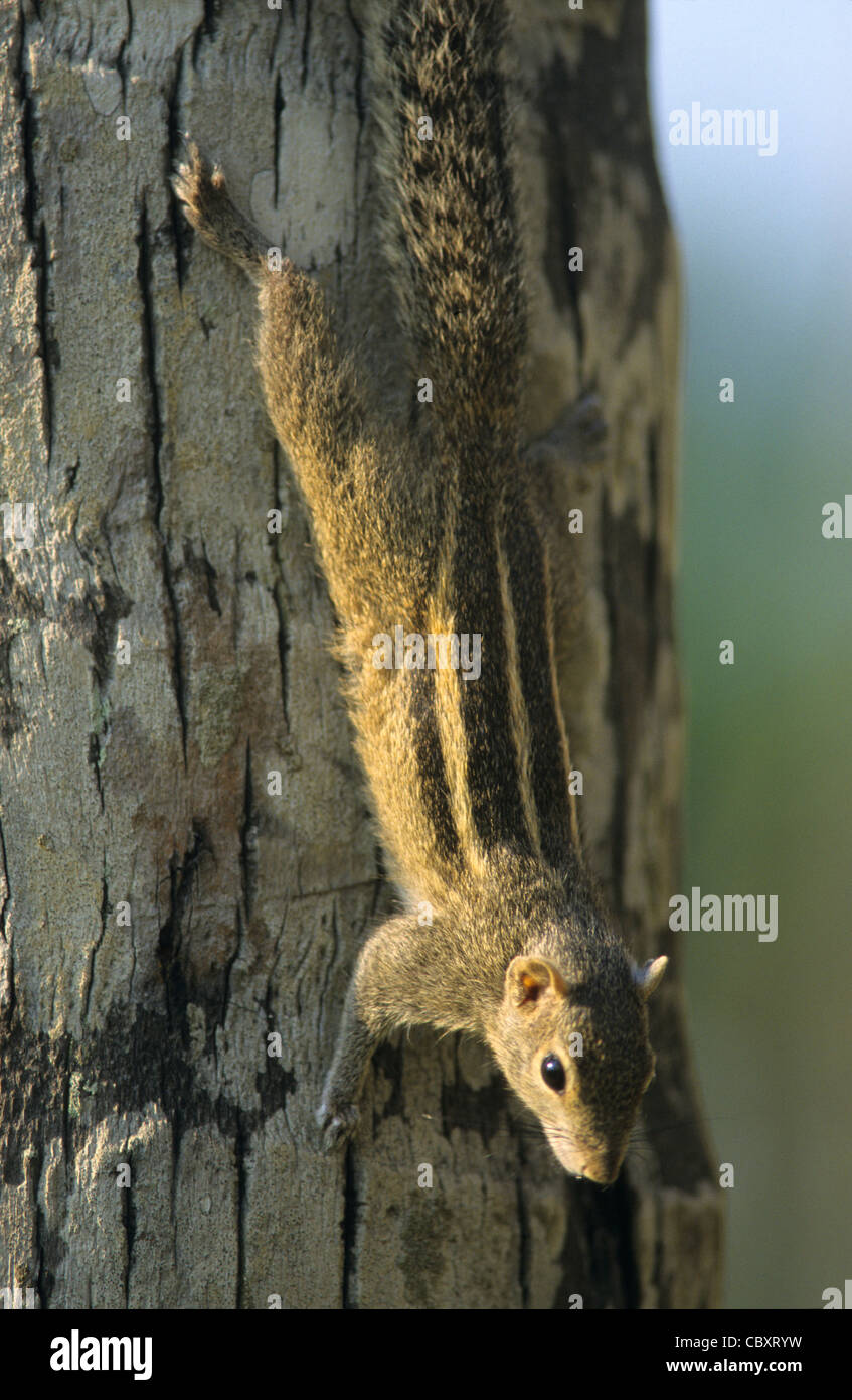 Indian palm squirrel also called Three-Striped palm squirrel ...