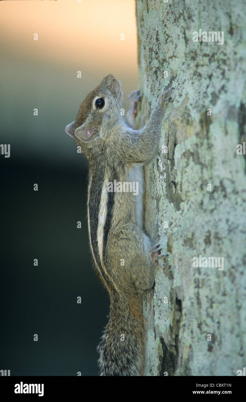 Indian palm squirrel also called Three-Striped palm squirrel ...