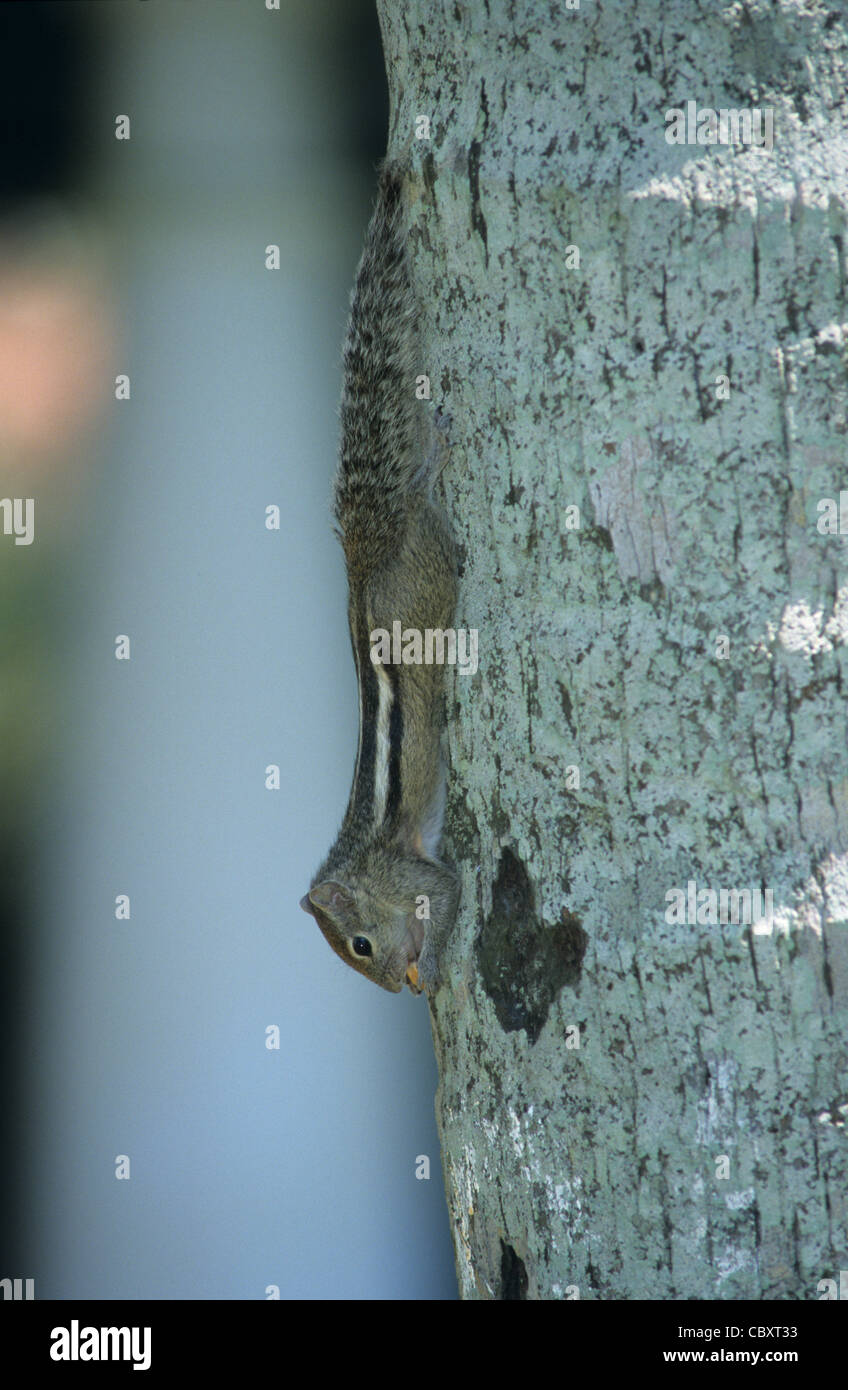 Ceylon squirrel hi-res stock photography and images - Alamy
