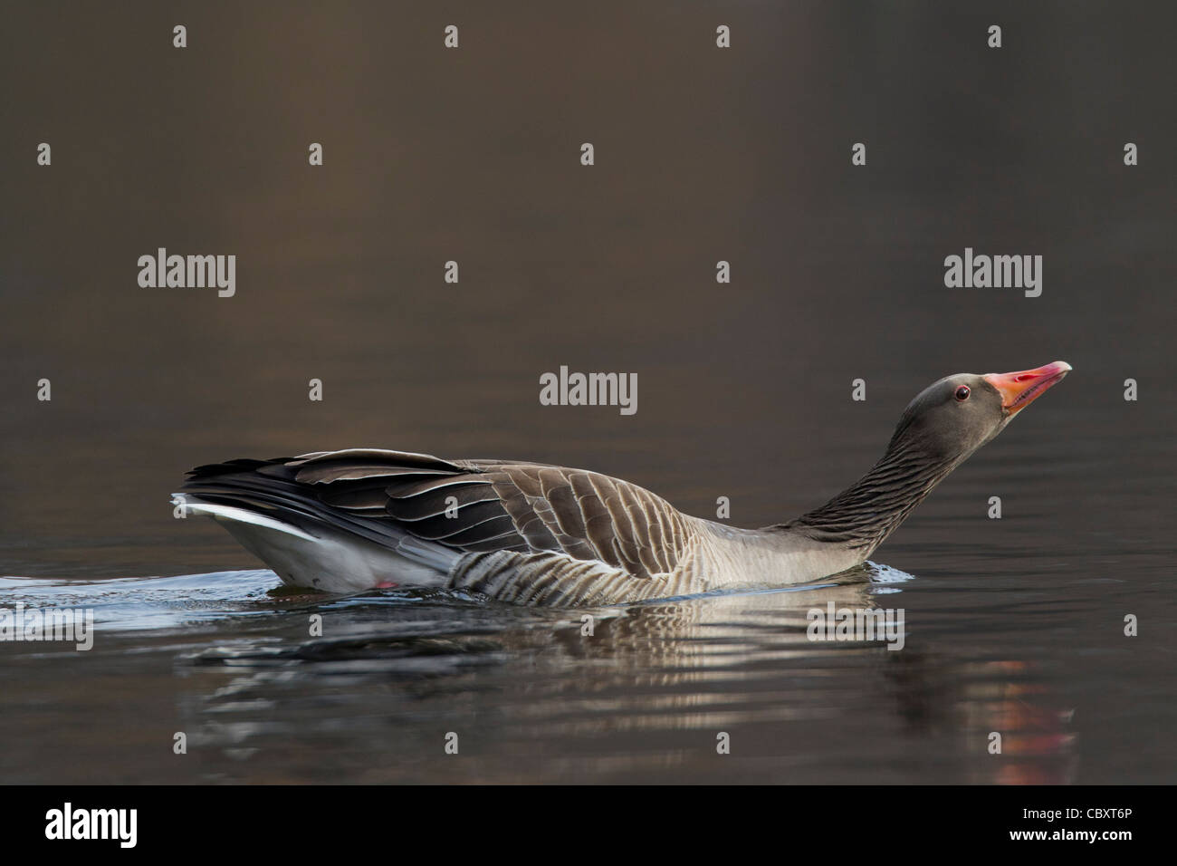 Greylag goose / graylag goose (Anser anser) showing aggressive display ...