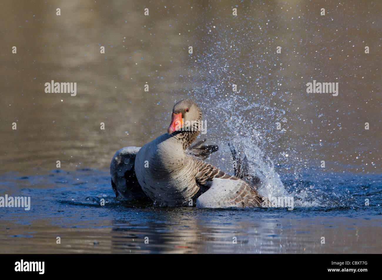 Bathing goose hi-res stock photography and images - Alamy