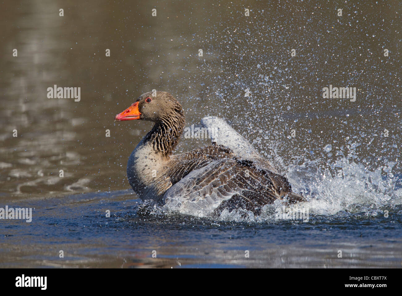 Greylag goose / graylag goose (Anser anser) bathing and splashing water ...