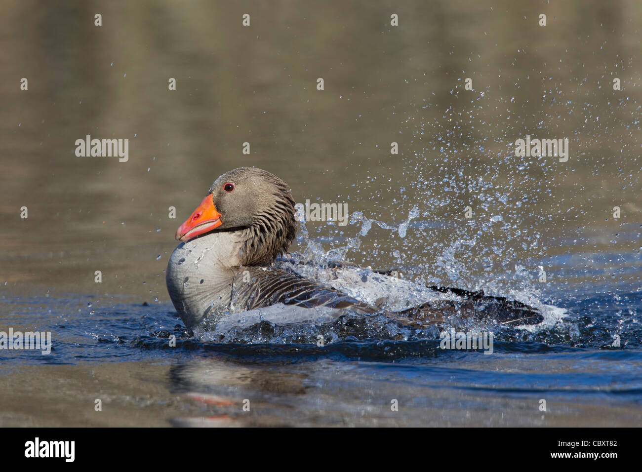 Greylag goose / graylag goose (Anser anser) bathing and splashing water ...