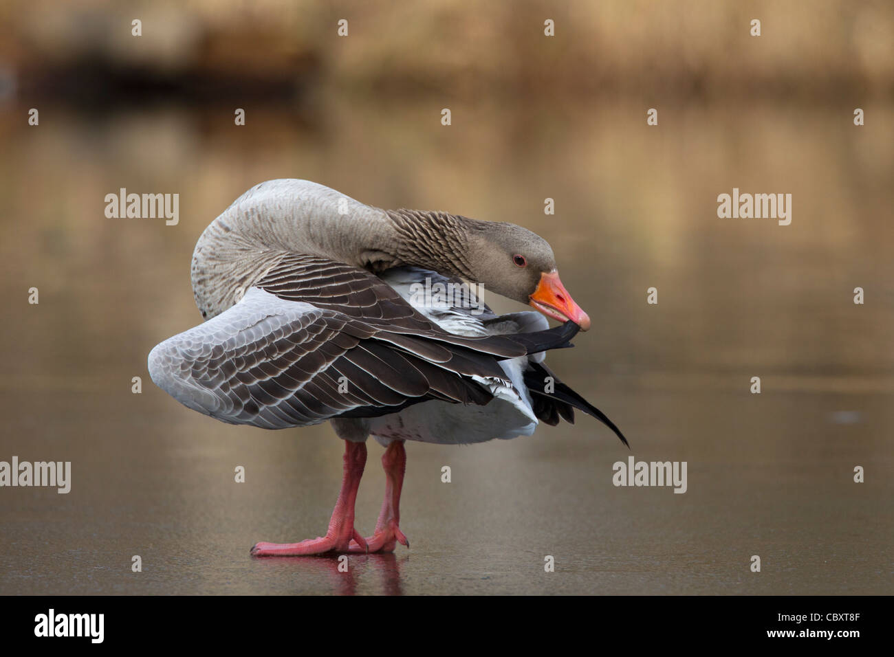 Greylag goose / graylag goose (Anser anser) preening feathers on frozen ...