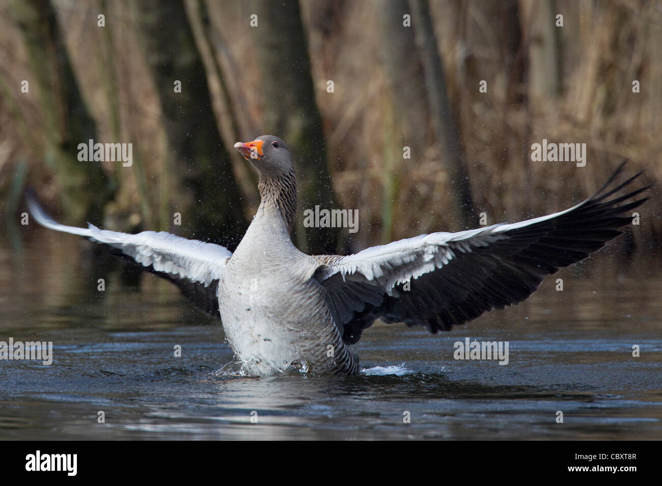 Greylag goose / graylag goose (Anser anser) flapping wings on lake ...