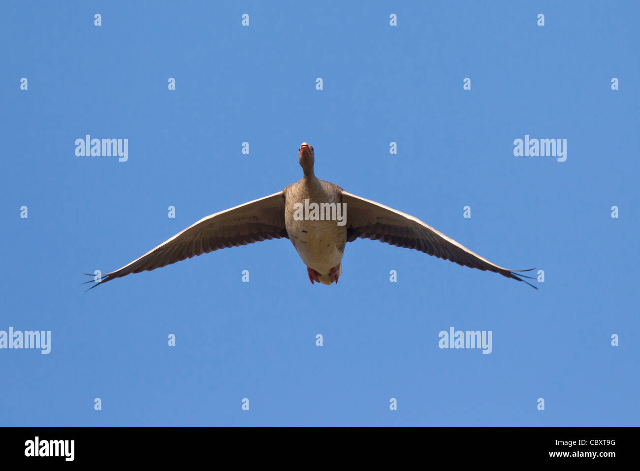 Greylag goose / graylag goose (Anser anser) in flight, Germany Stock ...
