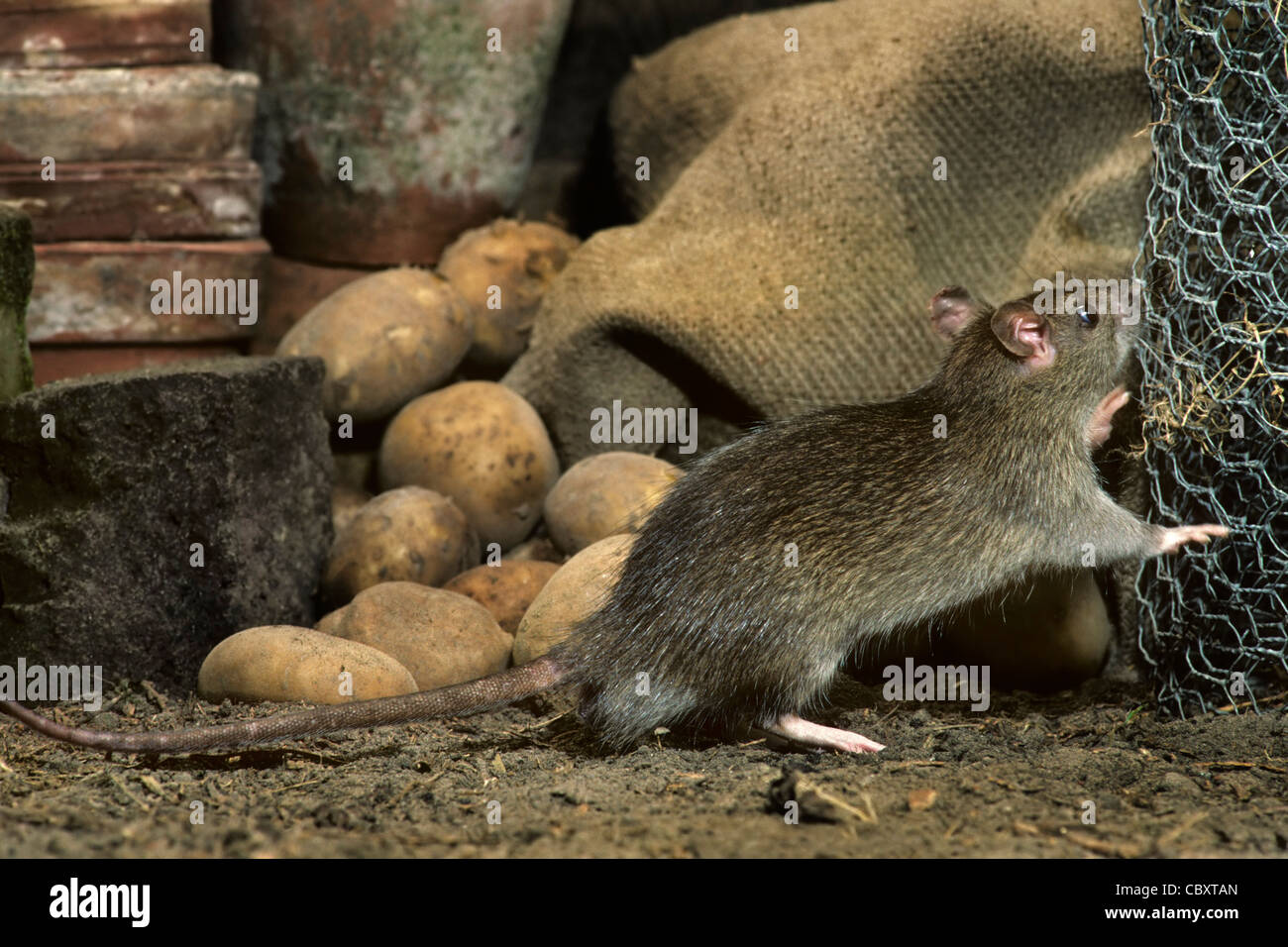 Norwegian rats hi-res stock photography and images - Alamy