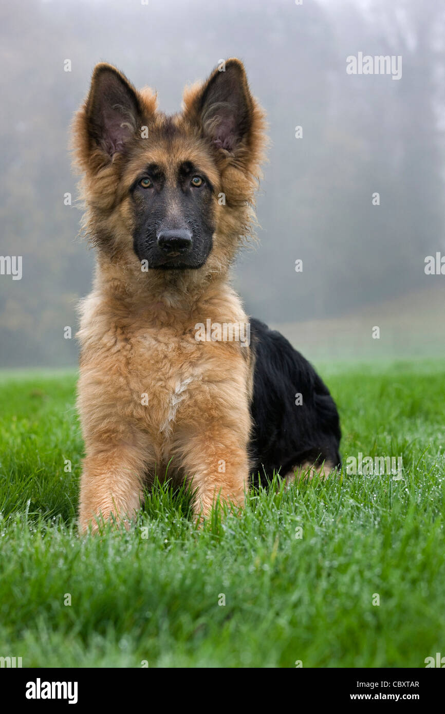 German shepherd dog (Canis lupus familiaris) puppy in garden Stock ...