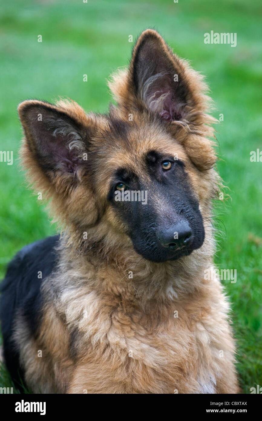 German shepherd dog (Canis lupus familiaris) puppy in garden Stock ...