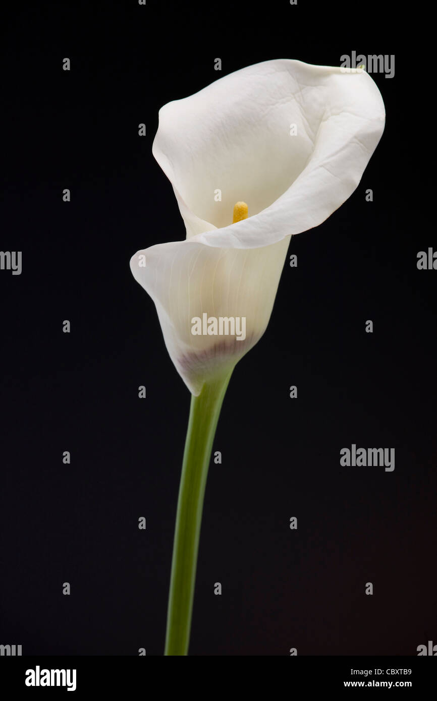 Zantedeschia / Calla lily, native to southern Africa Stock Photo - Alamy