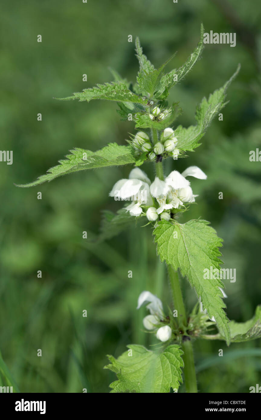 White Dead-nettle, Lamium album, flowers Stock Photo - Alamy