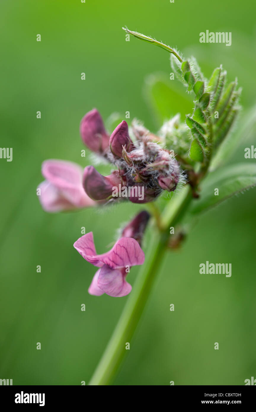 Bush vetch, Vicia sepium, flowers Stock Photo - Alamy