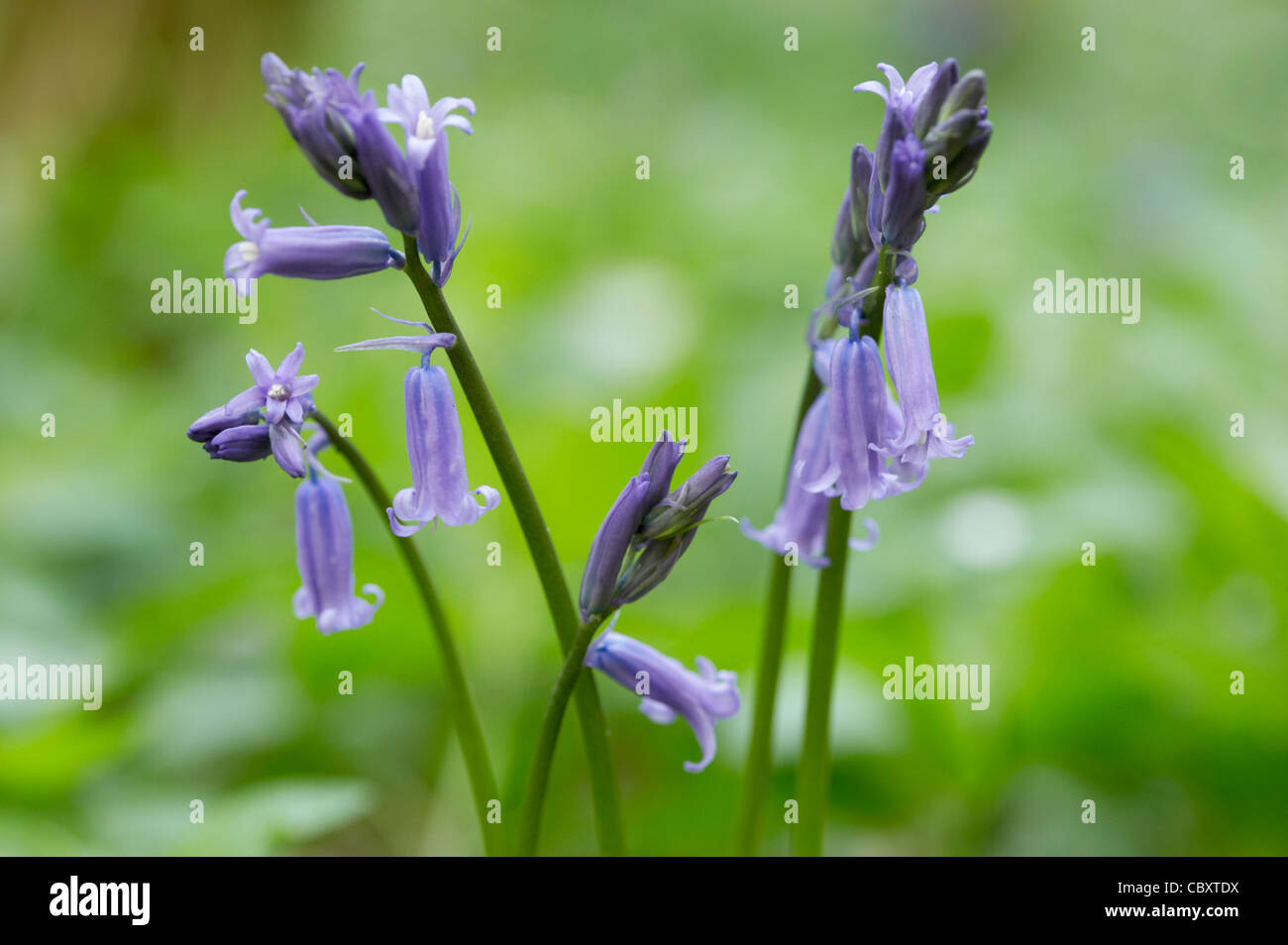 Bluebell, Hyacinthoides non-scripta, flowers Stock Photo - Alamy
