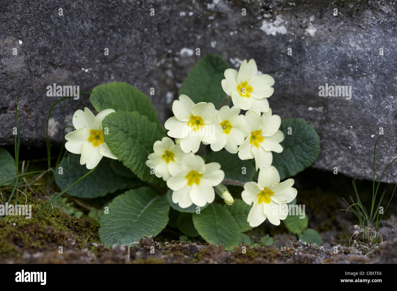 Primrose, Primula vulgaris growing in rock crevice Stock Photo - Alamy