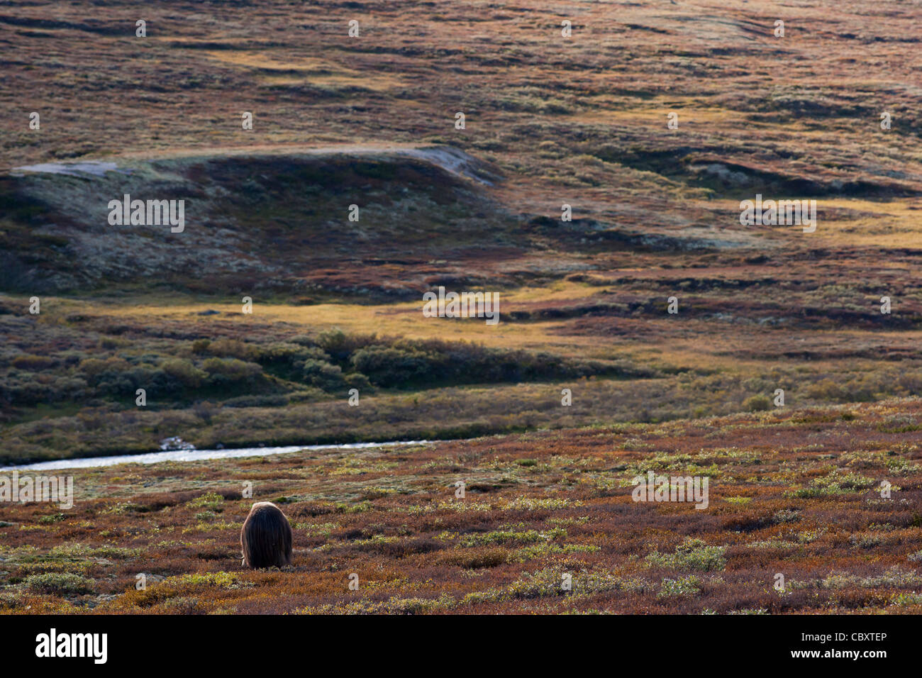 Musk ox feeding Stock Photo - Alamy