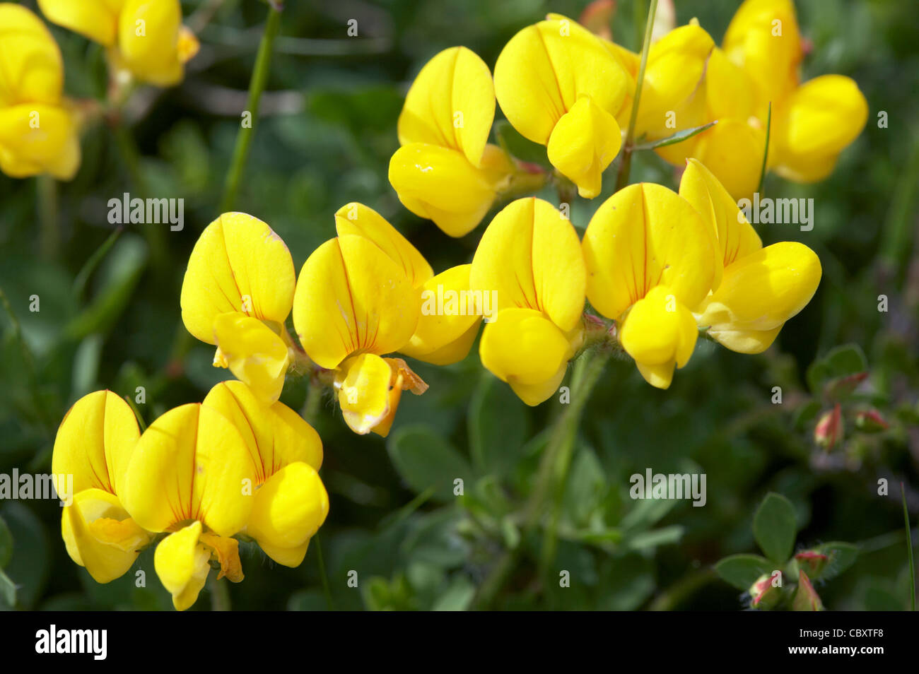 Bird’s-foot trefoil Lotus corniculatus, flowers Stock Photo - Alamy