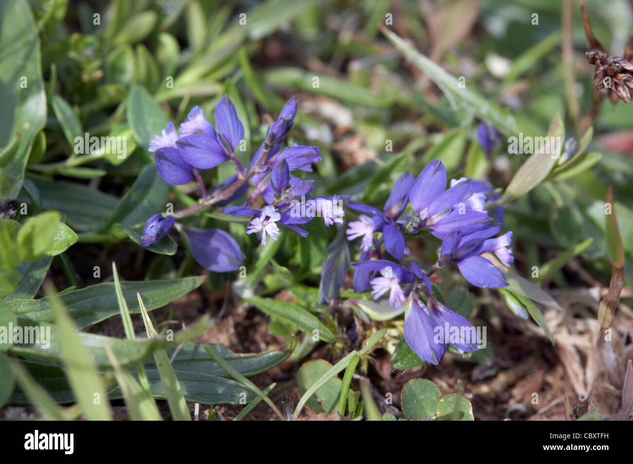 Common Milkwort, Polygala vulgaris Stock Photo - Alamy