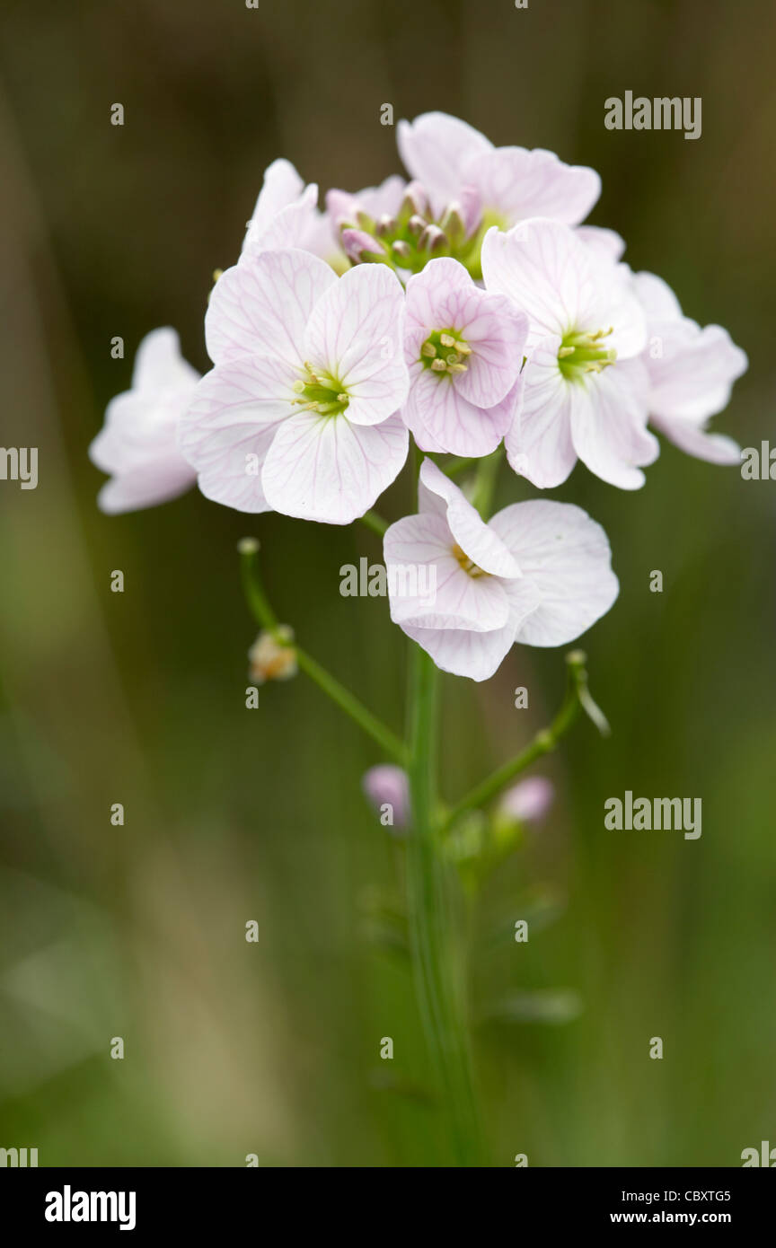 Cuckoo flower or Lady Smock Cardamine pratensis, flowers Stock Photo ...