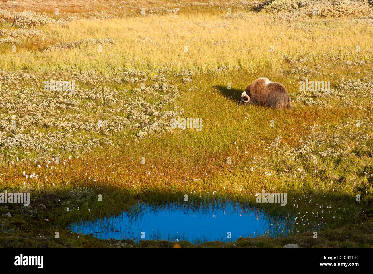 Musk willow hi-res stock photography and images - Alamy