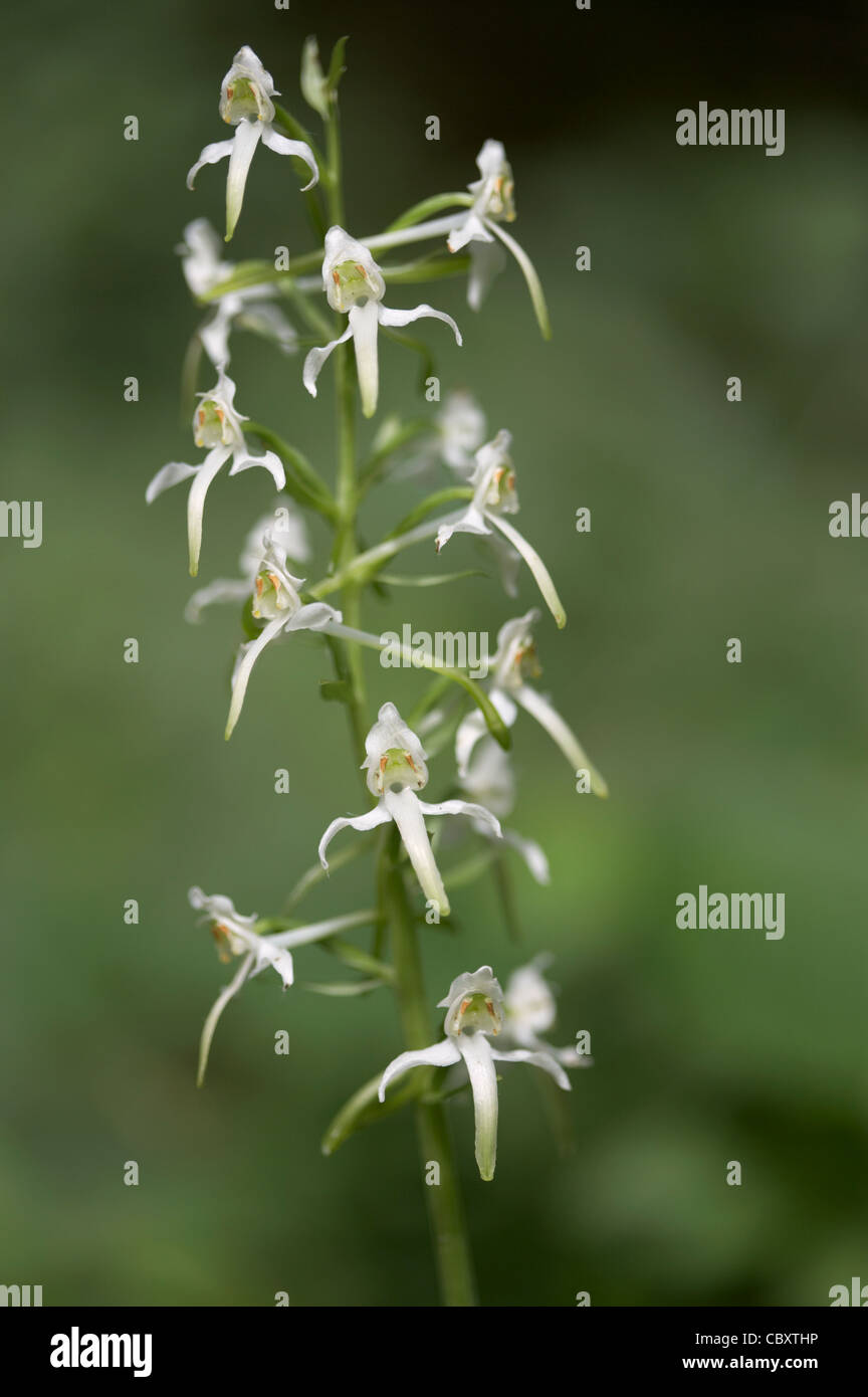 Greater Butterfly orchid, Platanthera chlorantha, flowering Stock Photo ...