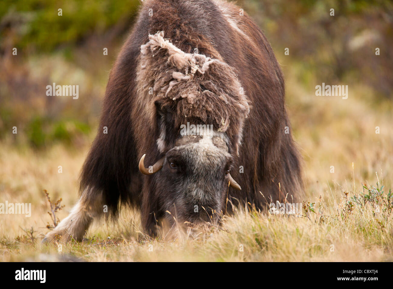 Bull muskox feeding Stock Photo - Alamy