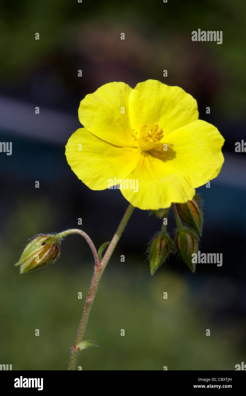 Common Rock-rose, Helianthemum nummularium, flower Stock Photo - Alamy