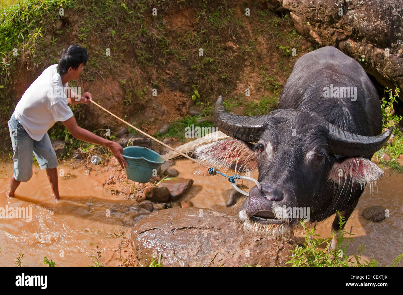 Water buffalo bath in Tana Toraja (Torajaland), South Sulawesi ...