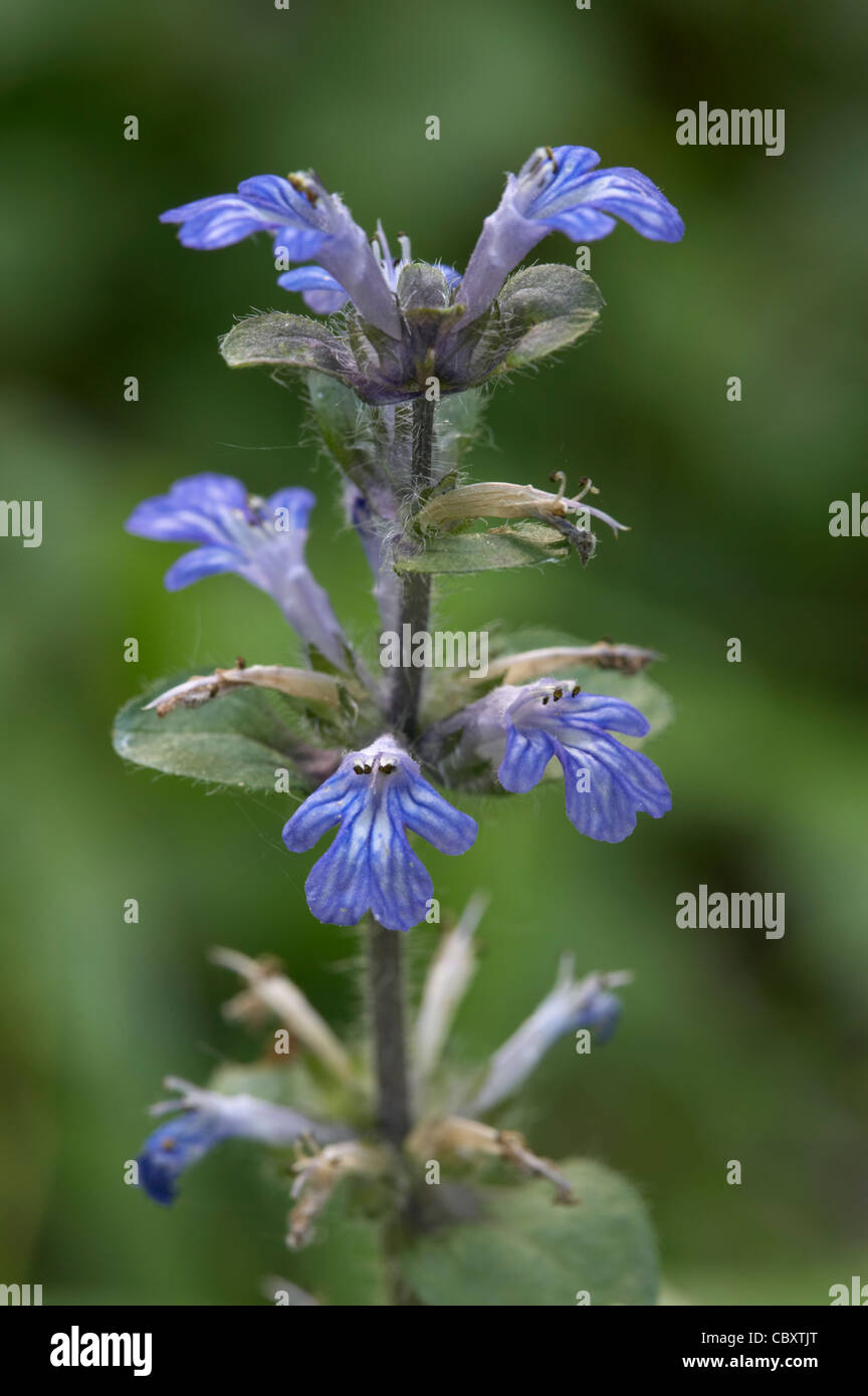 Bugle flowers hi-res stock photography and images - Alamy