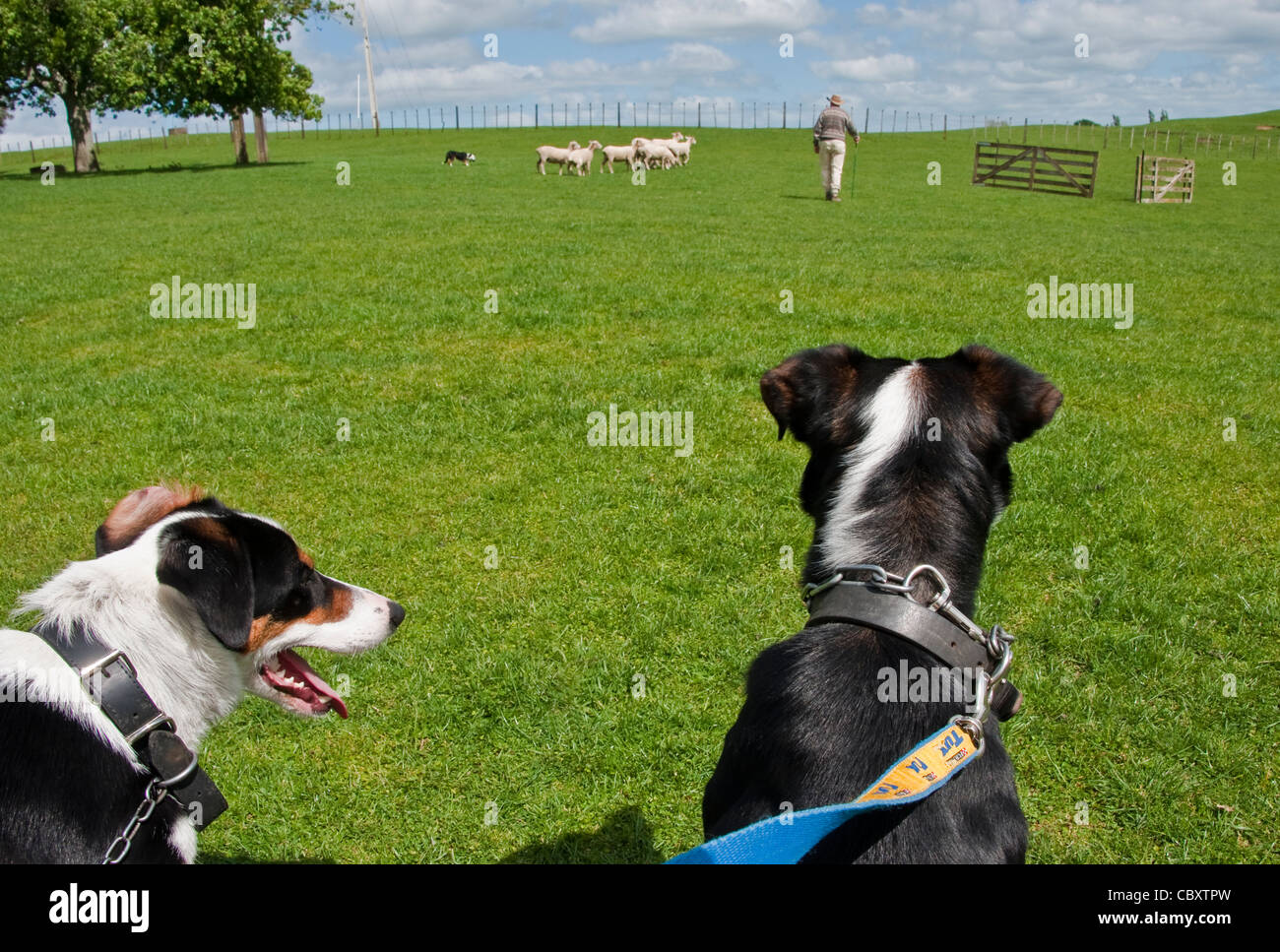 Sheepdog watching herd hi-res stock photography and images - Alamy