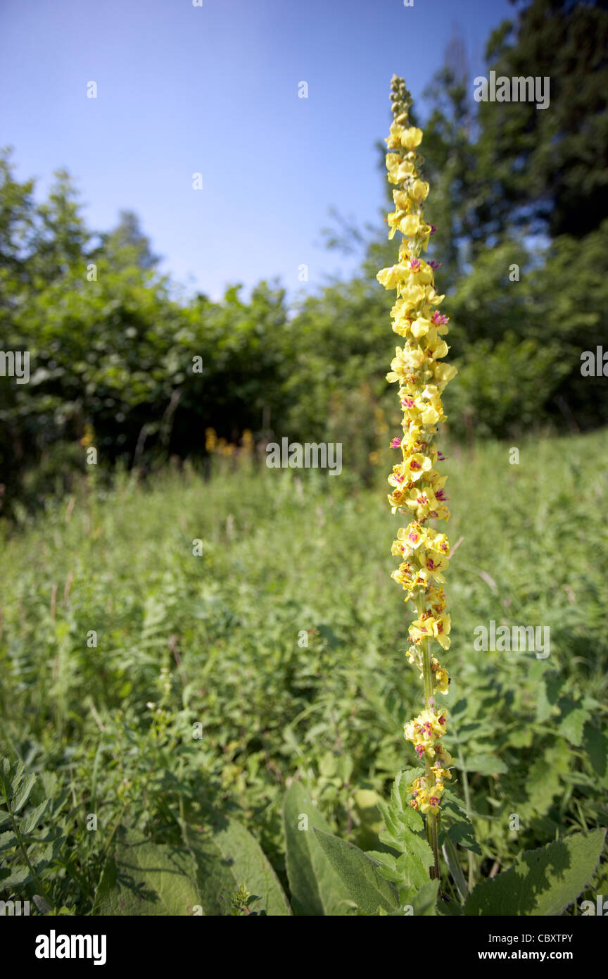 Dark Mullein, Verbascum nigrum, flower spike Stock Photo - Alamy