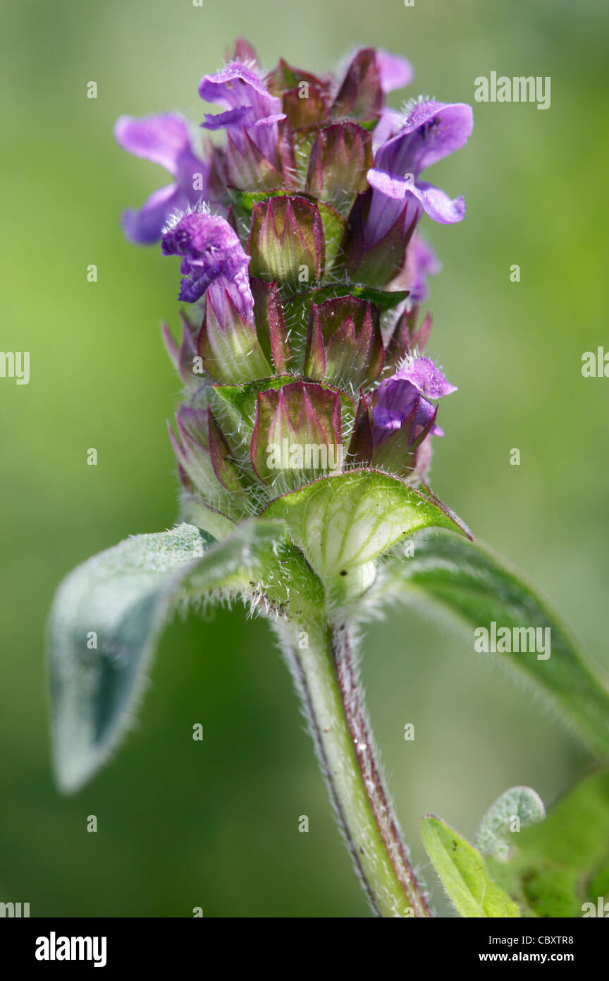 Self-heal, Prunella vulgaris, flower head Stock Photo - Alamy