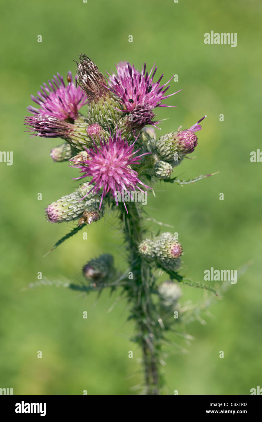 Slender Thistle, Carduus tenuiflorus, flower head Stock Photo - Alamy
