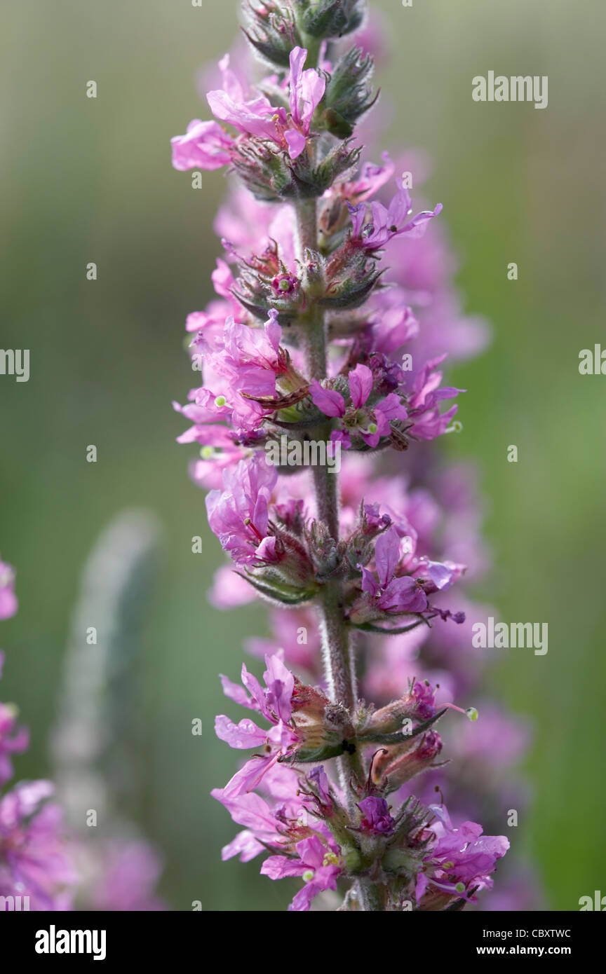Purple loosestrife, Lythrum salicaria, flowers Stock Photo - Alamy