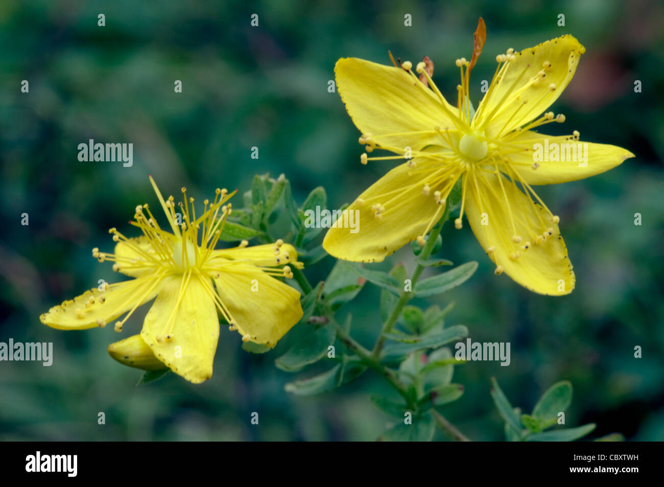 Perforate St Johns Wort, Hypericum perforatum, flowers Stock Photo - Alamy