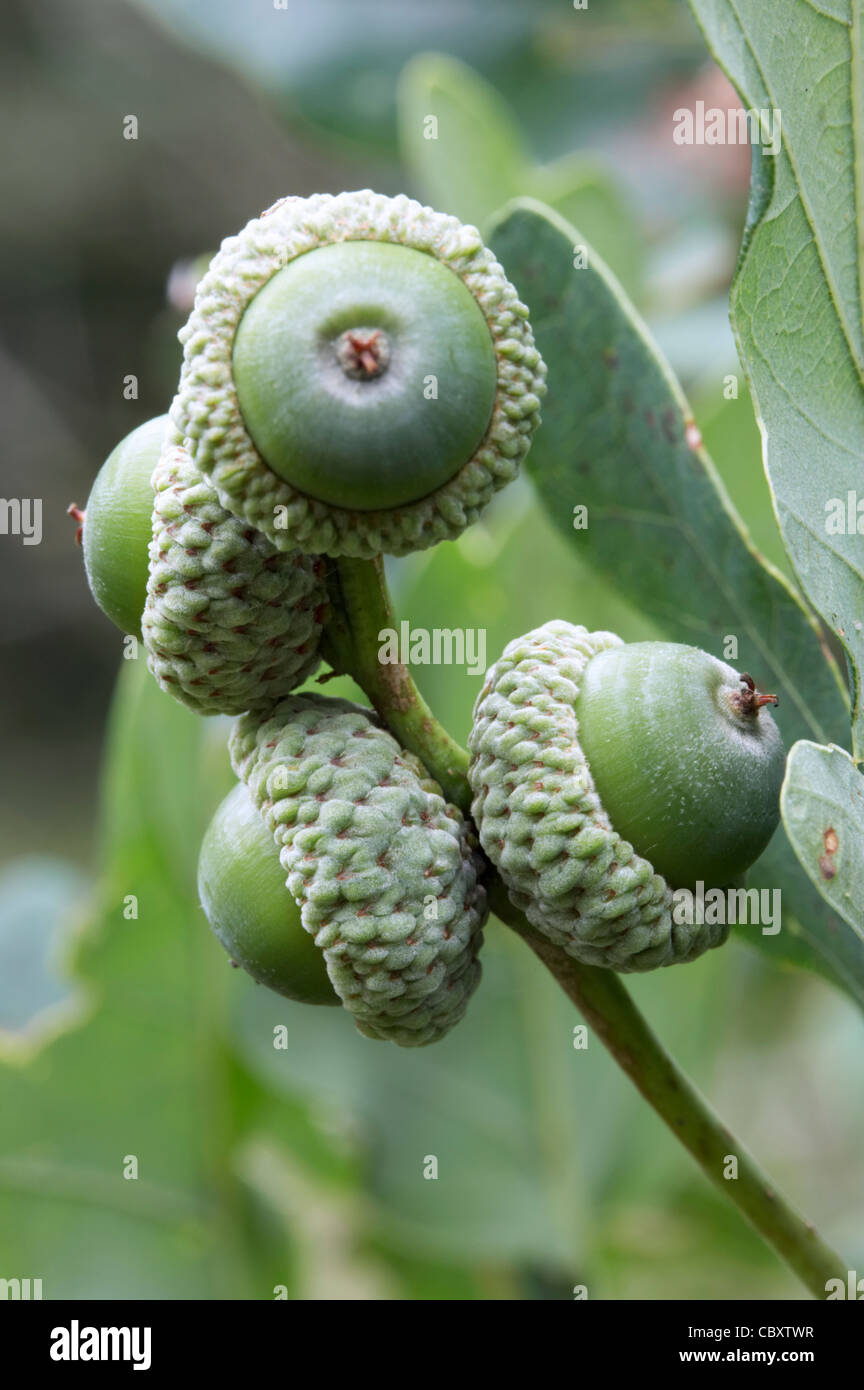 Immature english oak tree hi-res stock photography and images - Alamy