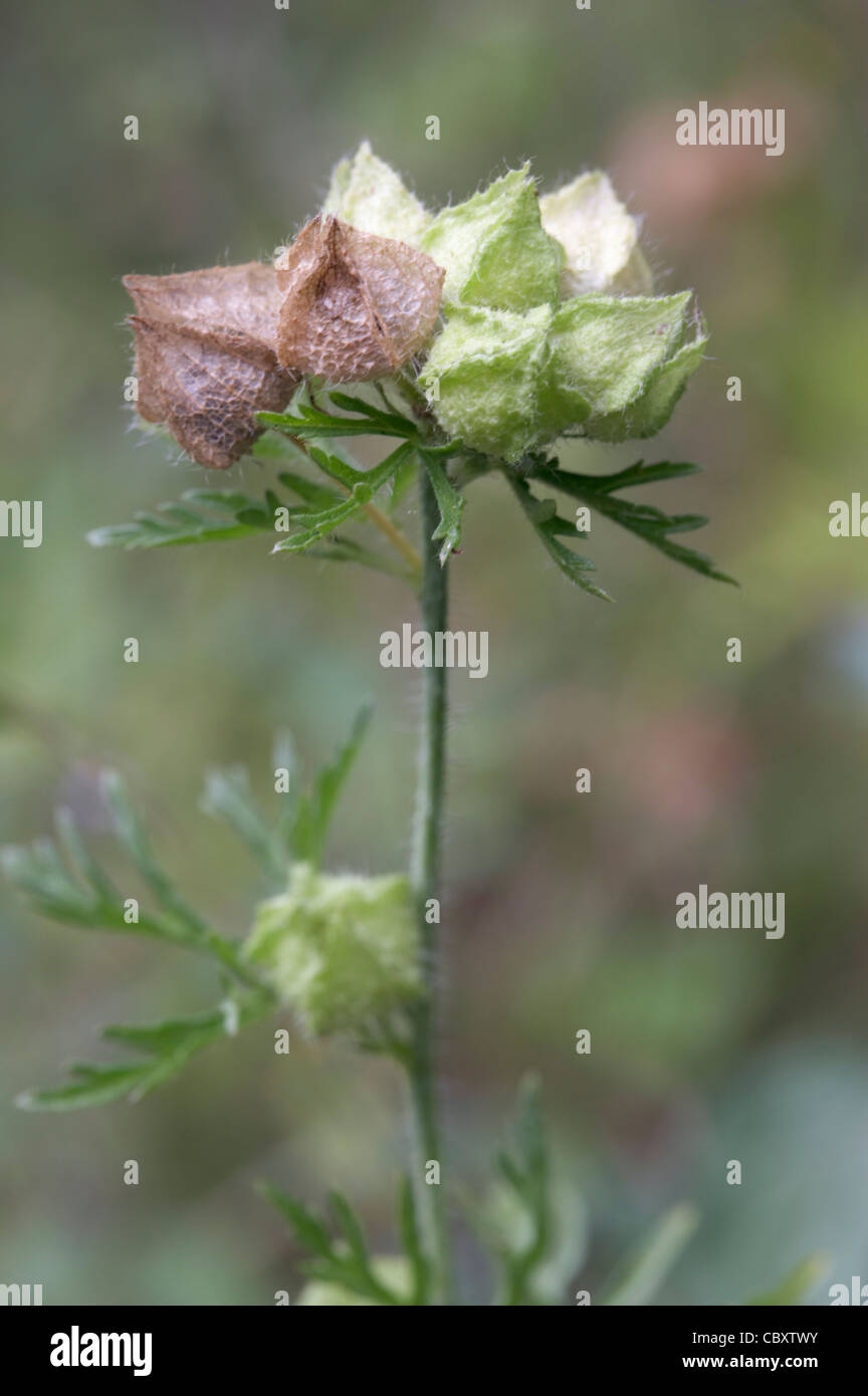 Yellow Rattle, Rhinanthus minor, seed heads Stock Photo - Alamy