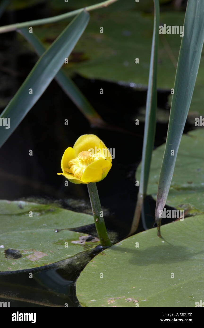 Yellow water lily nuphar hi-res stock photography and images - Alamy